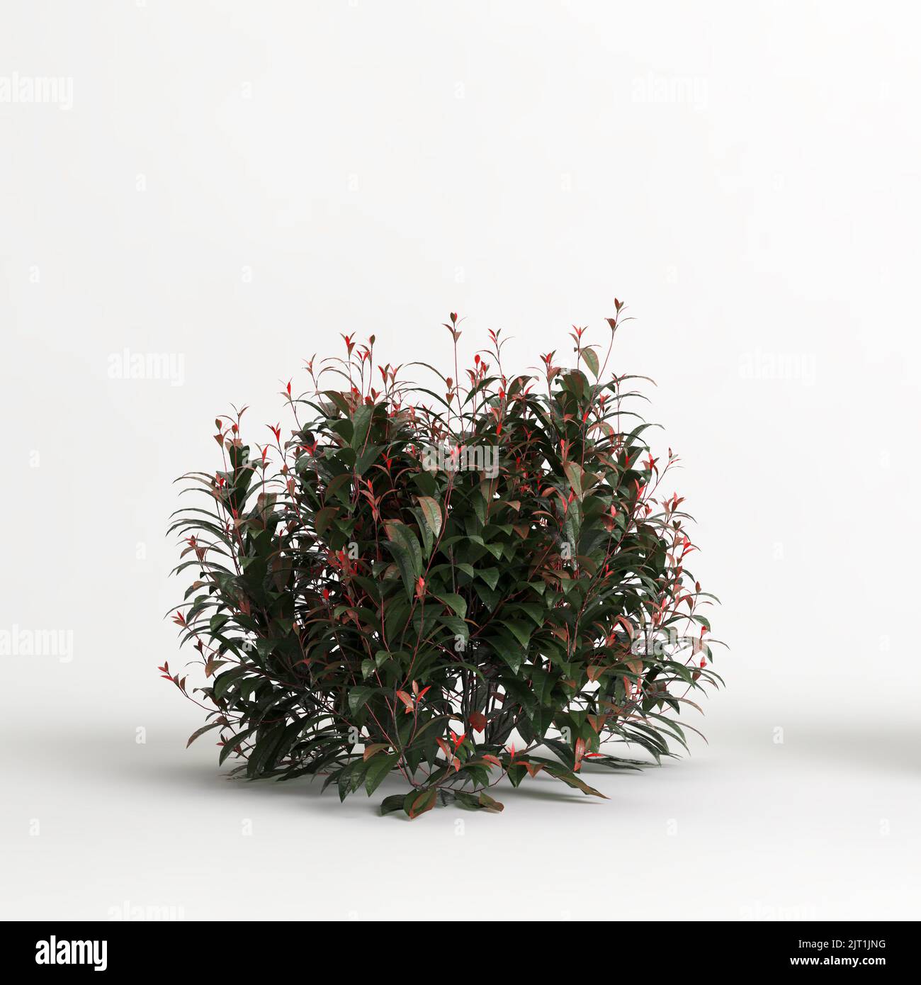 3d illustration of photinia x fraseri red Robin tree isolated on white ...