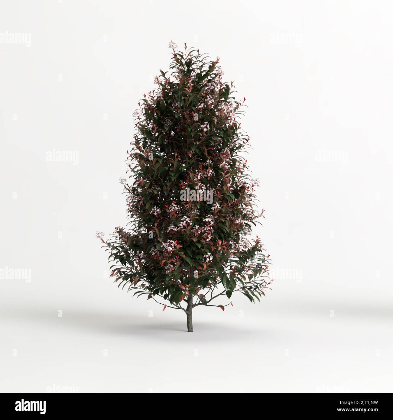 3d illustration of photinia x fraseri red Robin tree isolated on white ...