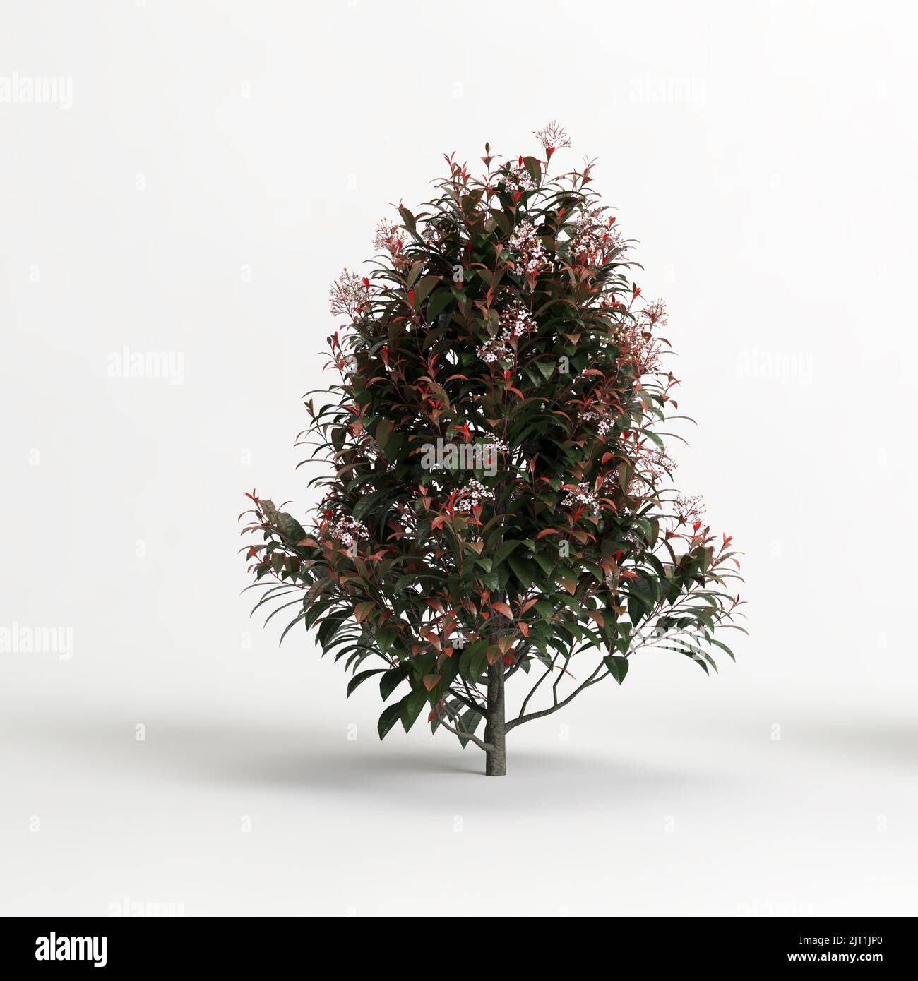 3d illustration of photinia x fraseri red Robin tree isolated on white ...