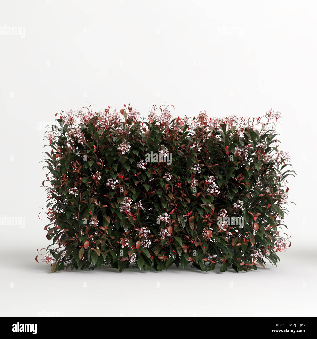 3d illustration of photinia x fraseri red Robin tree isolated on white ...