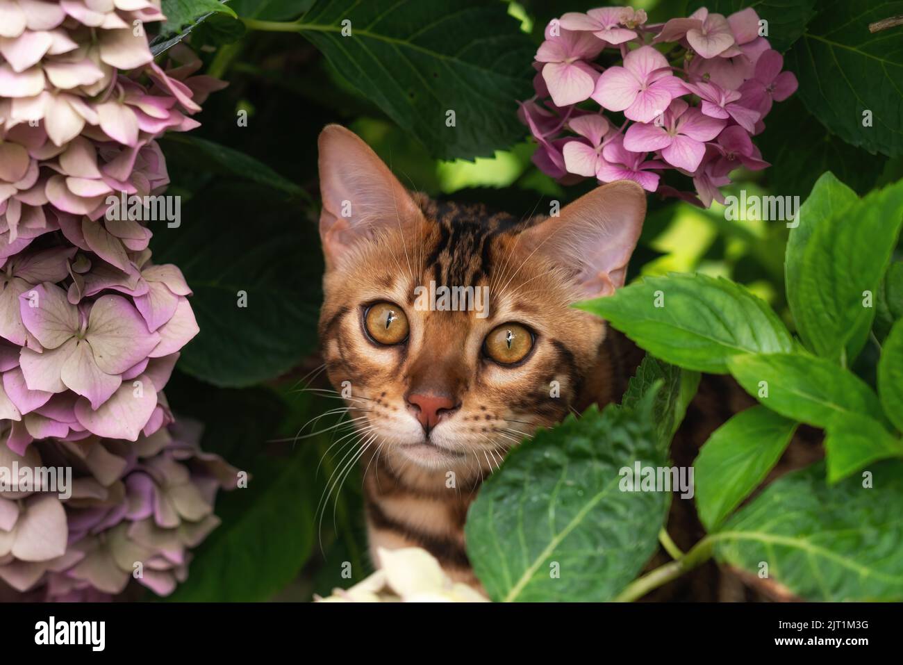Beautiful young bengal cat in the garden Stock Photo - Alamy