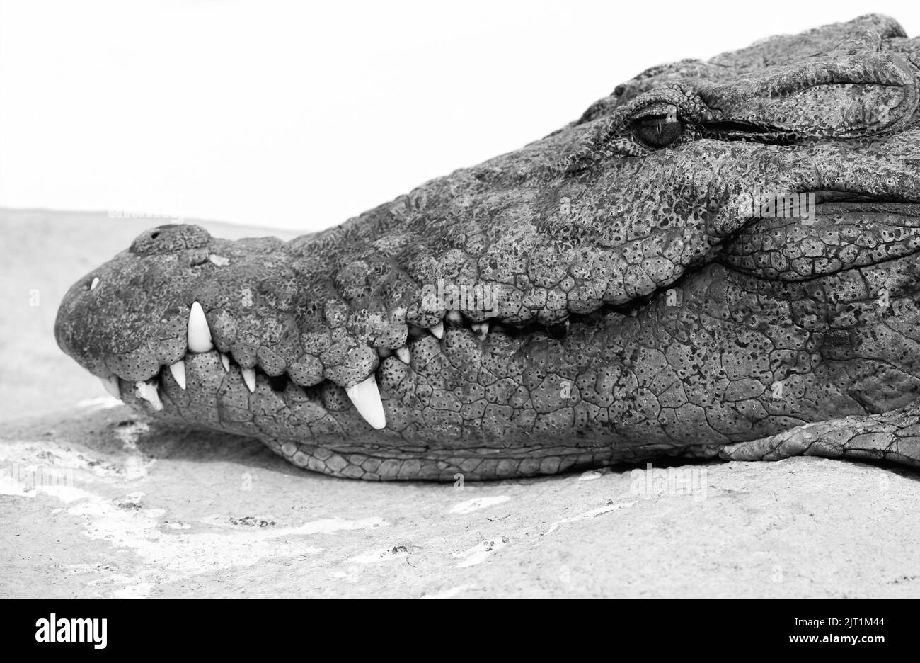 Mugger head, resting on rock. Ranganathittu Bird Sanctuary, India Stock ...
