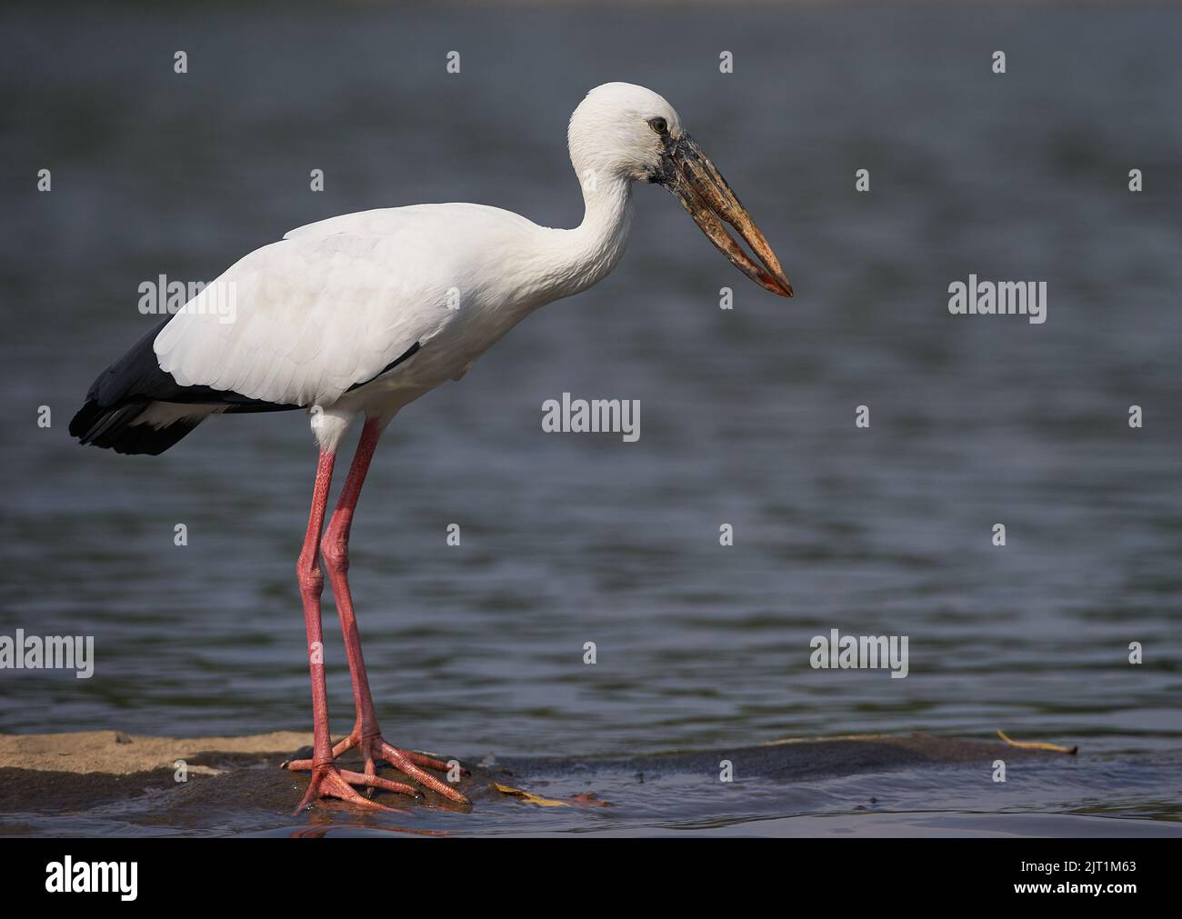 Open Bill Stork, standing. Ranganathittu Bird Sanctuary, India Stock ...