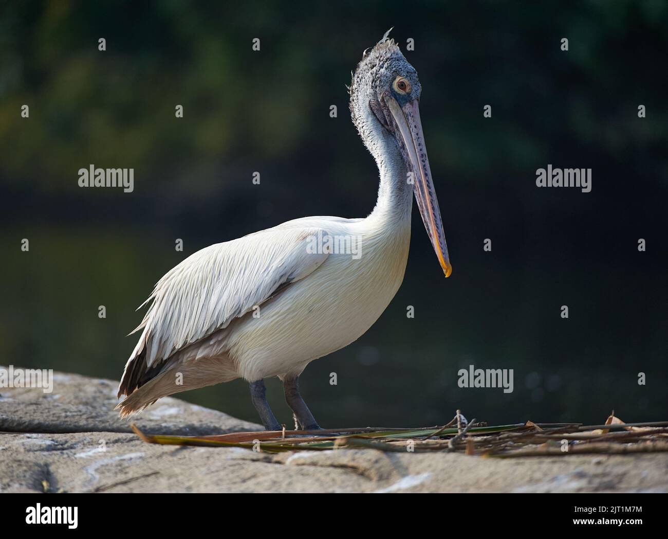 Pelican, Spot Billed Pelican. Ranganathittu Bird Sanctuary, India Stock ...
