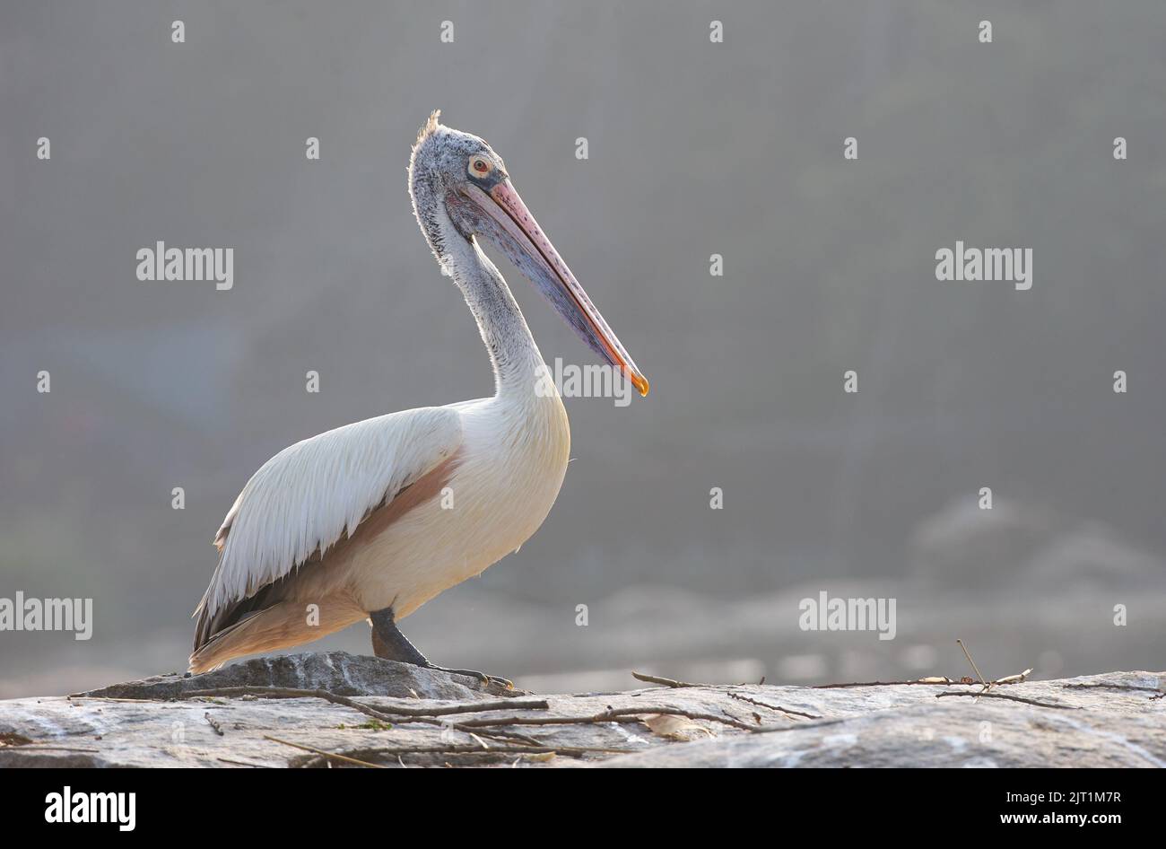 Pelican, Spot Billed Pelican. Ranganathittu Bird Sanctuary, India Stock ...
