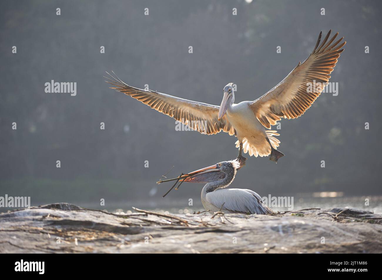 Pelican, Spot Billed Pelican. Ranganathittu Bird Sanctuary, India Stock ...