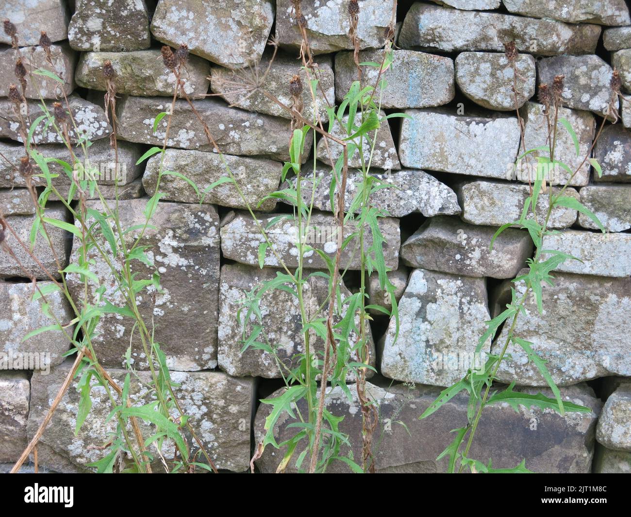 Styles of walling dry stone walling hi-res stock photography and images ...