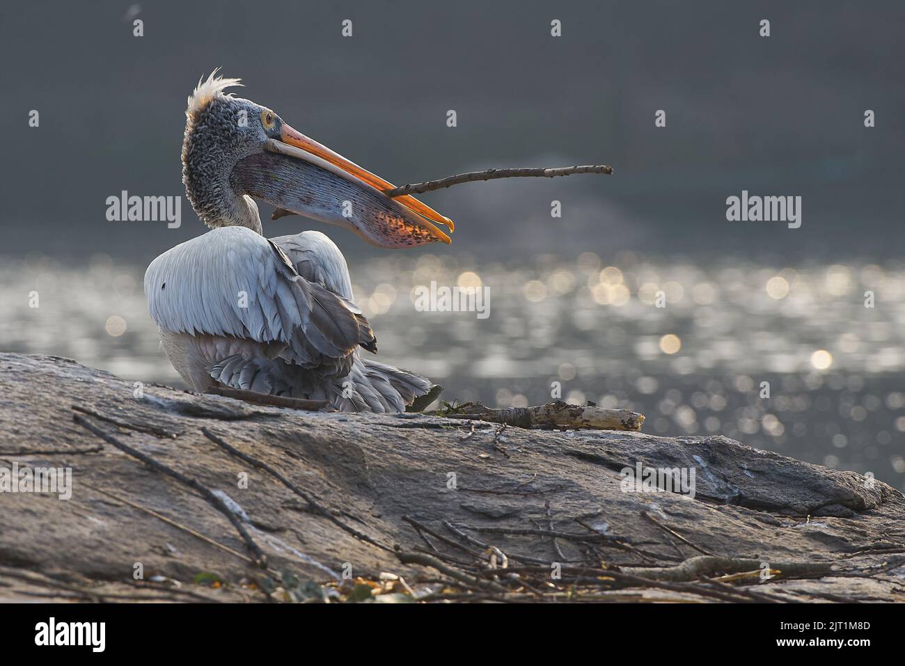 Pelican, Spot Billed Pelican. Ranganathittu Bird Sanctuary, India Stock ...