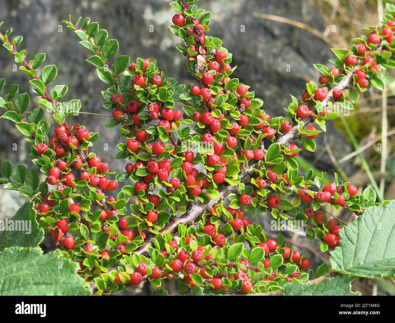 A spray of cotoneaster horizontalis with its bright red berries and ...