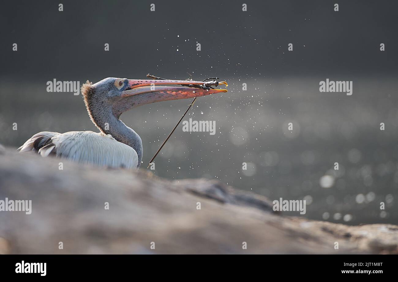 Pelican, Spot Billed Pelican. Ranganathittu Bird Sanctuary, India Stock ...