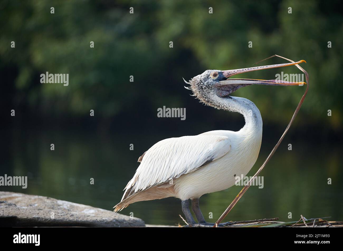 Pelican, Spot Billed Pelican. Ranganathittu Bird Sanctuary, India Stock ...