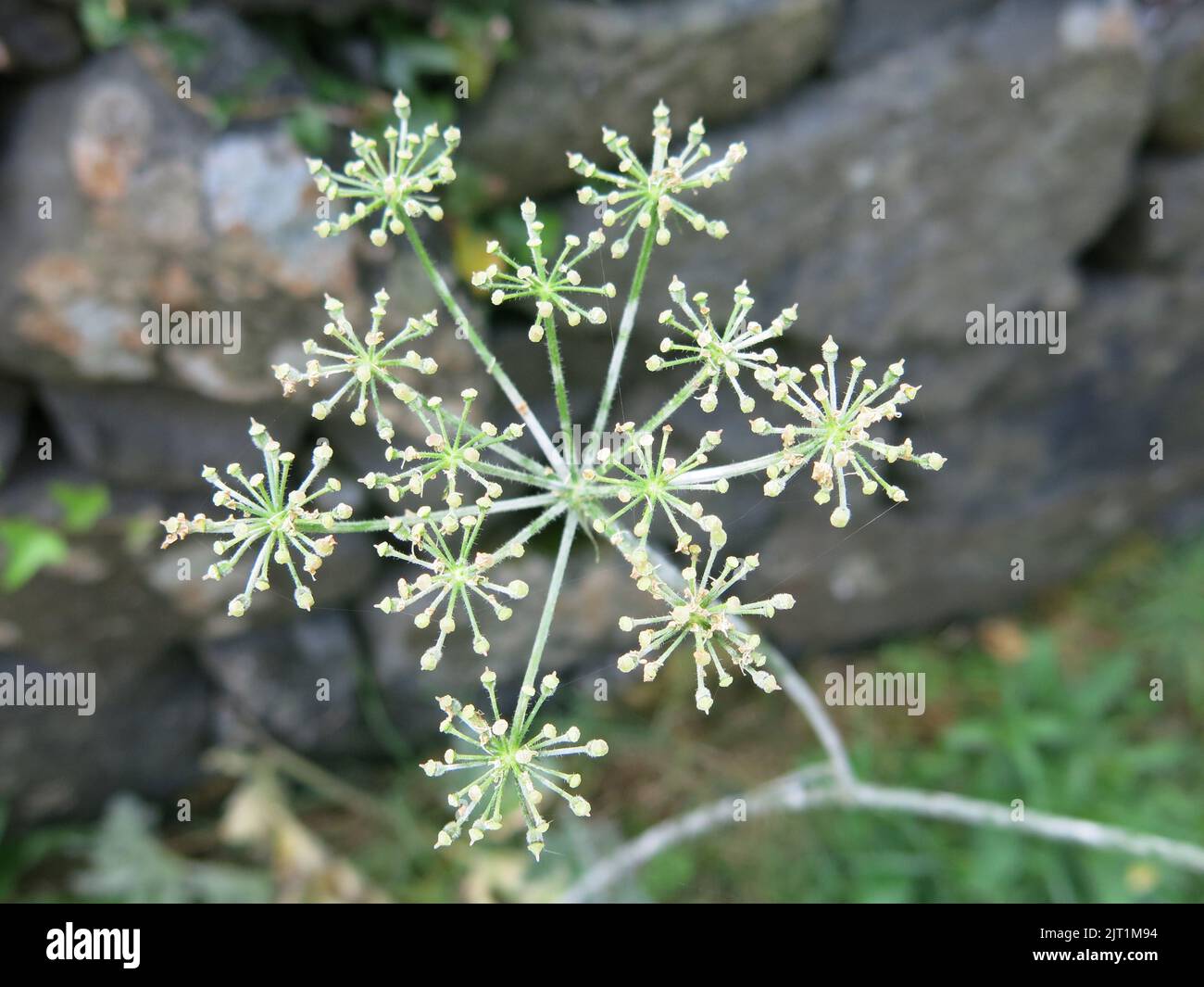 Umbelliferous hi-res stock photography and images - Alamy