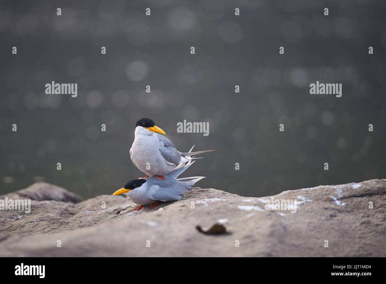 Tern Courtship. Ranganathittu Bird Sanctuary, India Stock Photo - Alamy