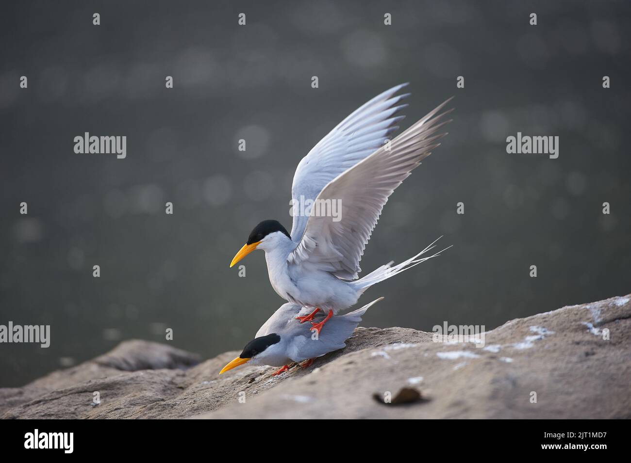 Tern Courtship. Ranganathittu Bird Sanctuary, India Stock Photo - Alamy