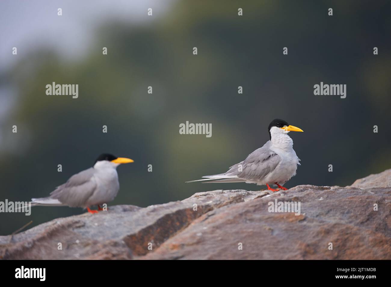 Tern Courtship. Ranganathittu Bird Sanctuary, India Stock Photo - Alamy