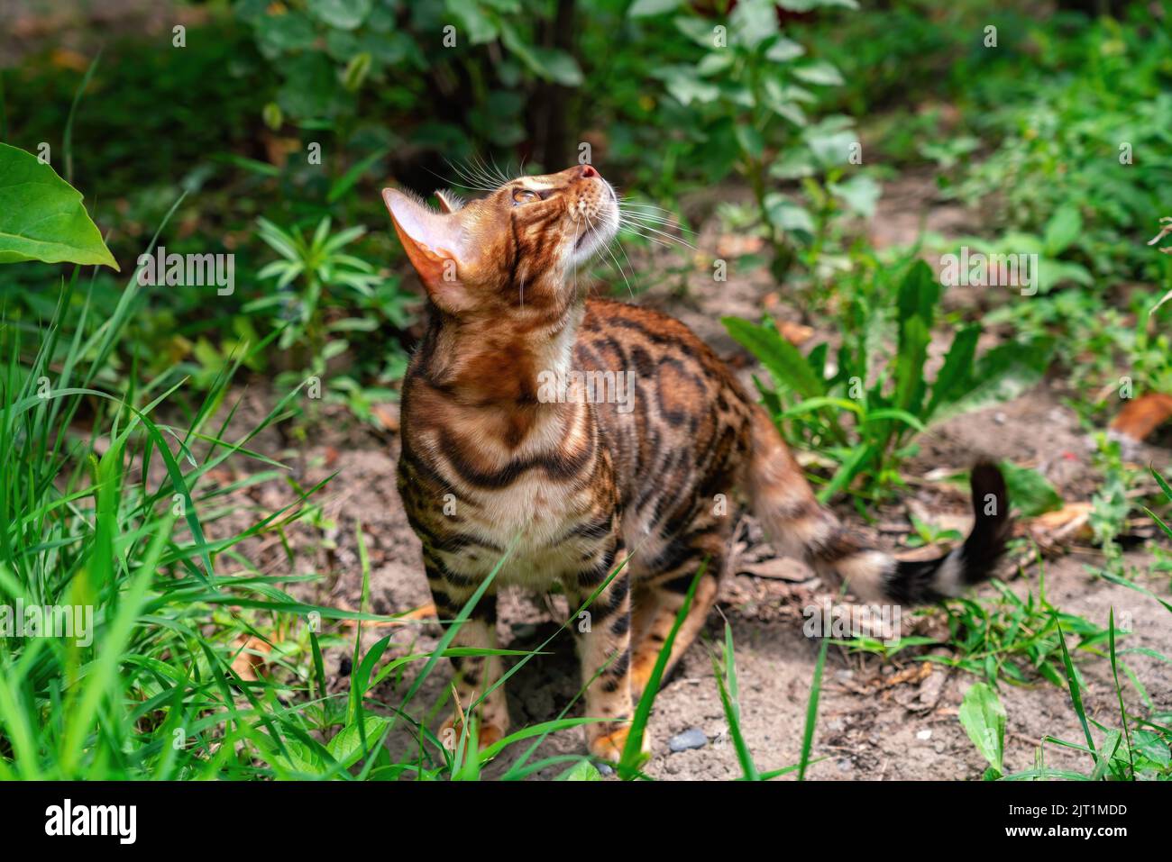 Beautiful young bengal cat in the garden Stock Photo - Alamy