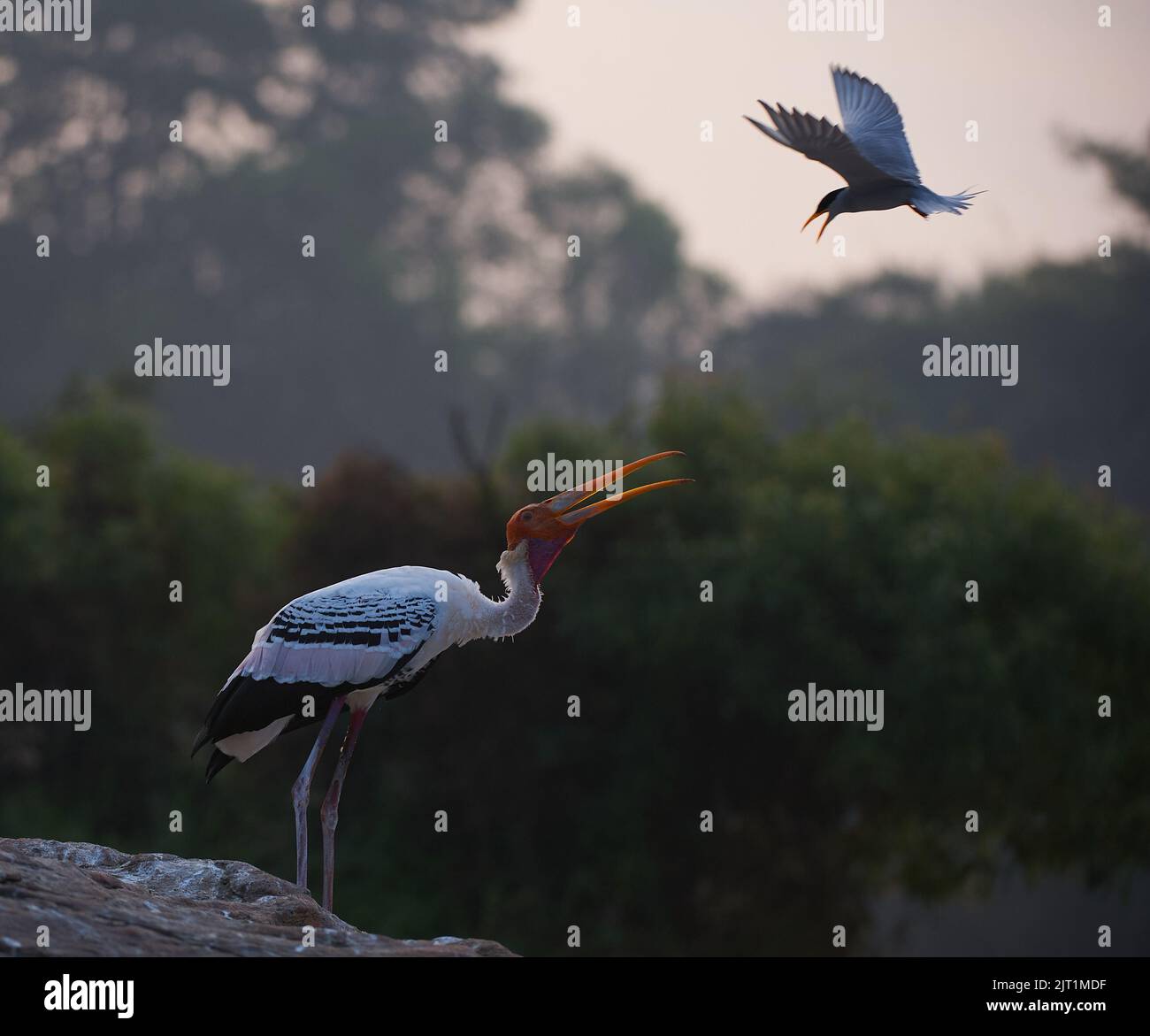 Stork-Tern Fight. Two bird fight. Ranganathittu Bird Sanctuary, India ...