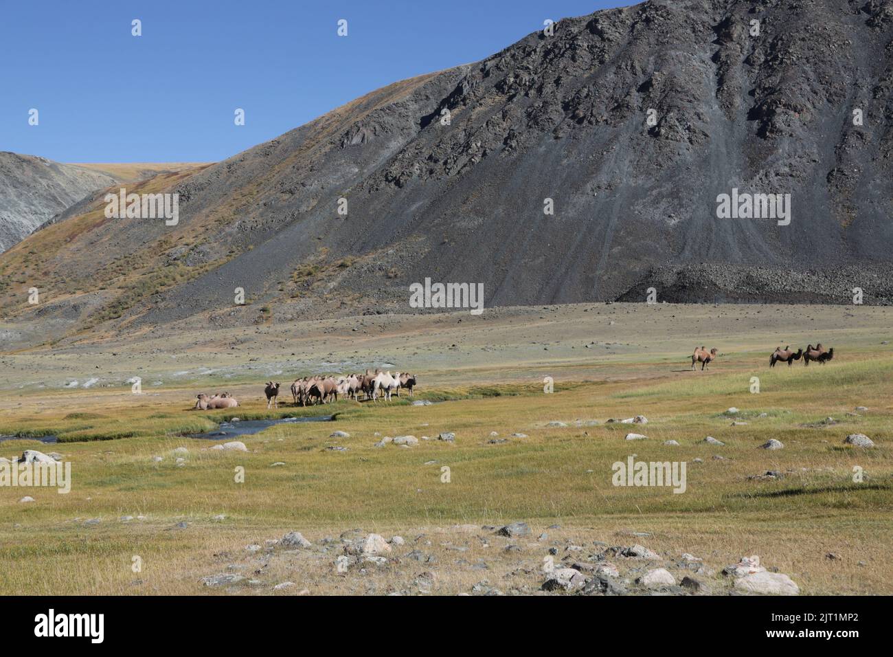 in the land of mongolia the nature and environment Stock Photo - Alamy