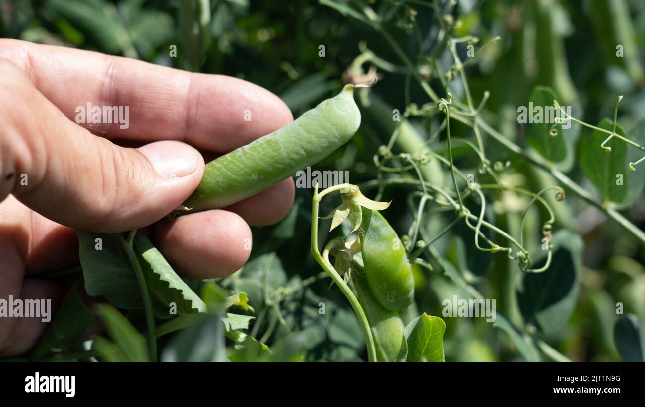 Green pea pods in the vegetable garden Stock Photo - Alamy