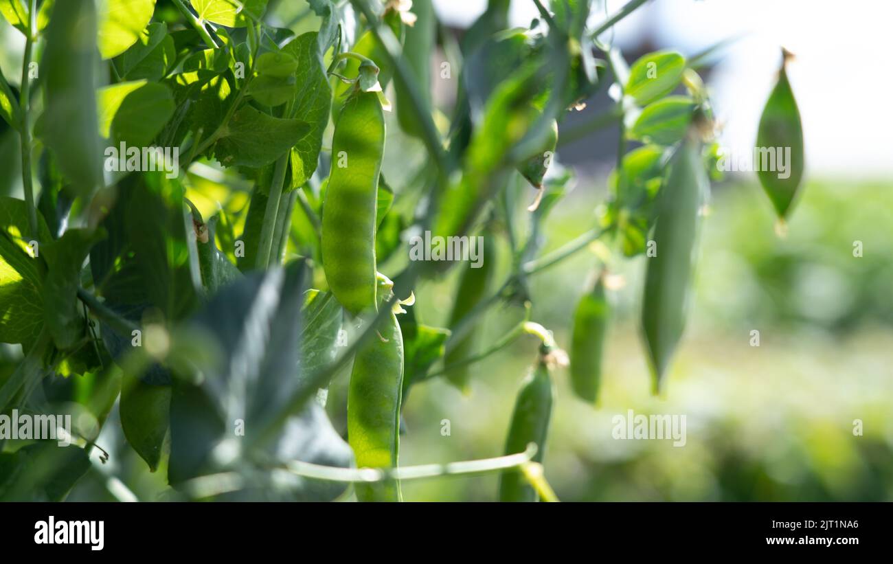Green pea pods in the vegetable garden Stock Photo - Alamy