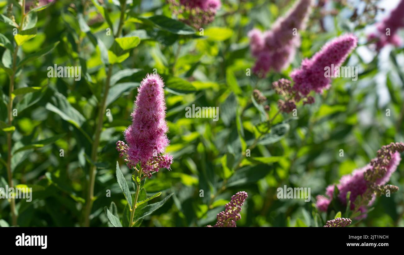 Spiraea douglasii or steeplebush, douglasspirea or rose spirea Stock ...