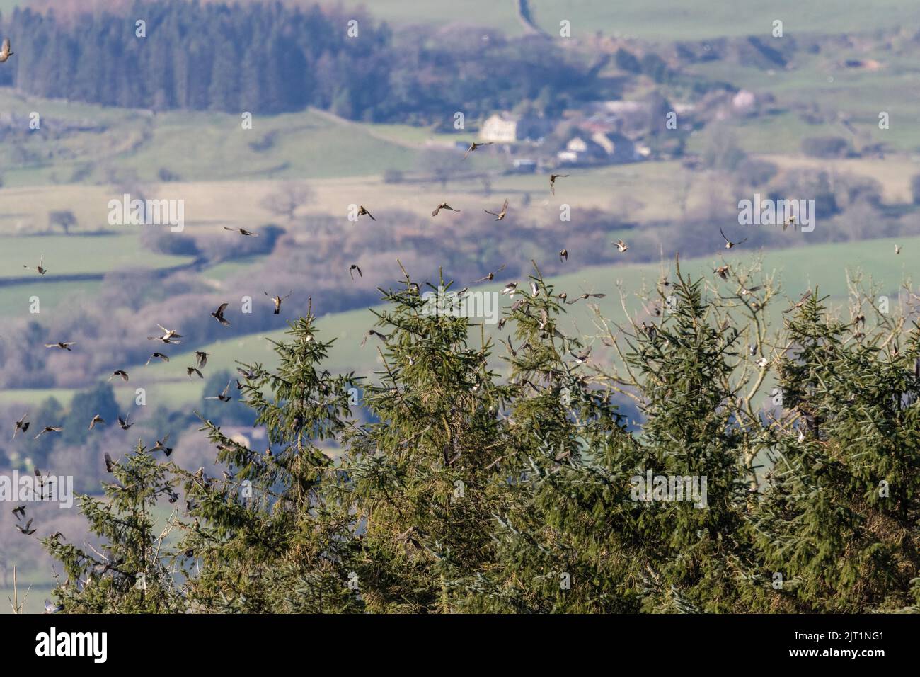 Large flock of fieldfares arriving from migration in North Yorkshire ...