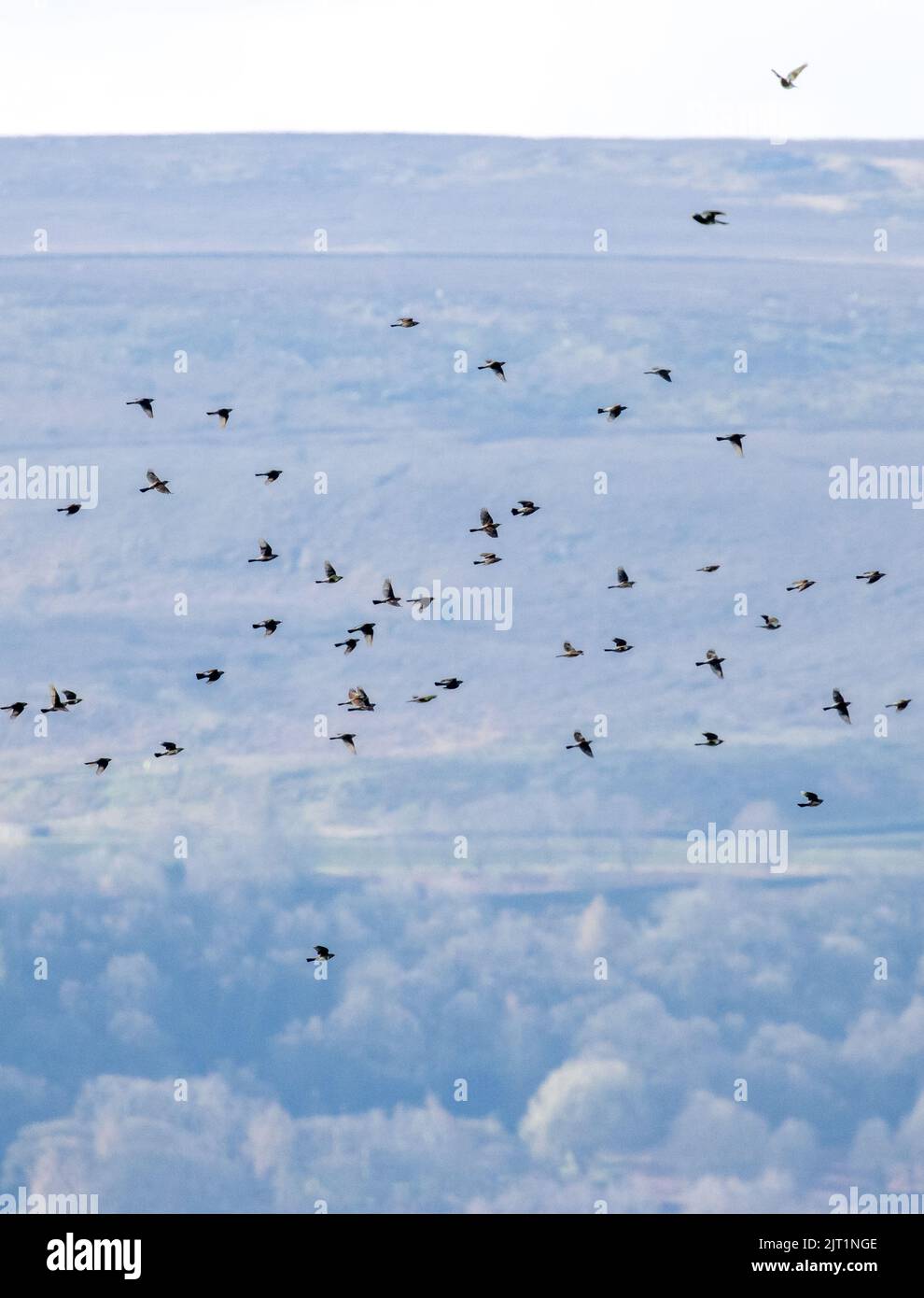 Large flock of fieldfares arriving from migration in North Yorkshire ...