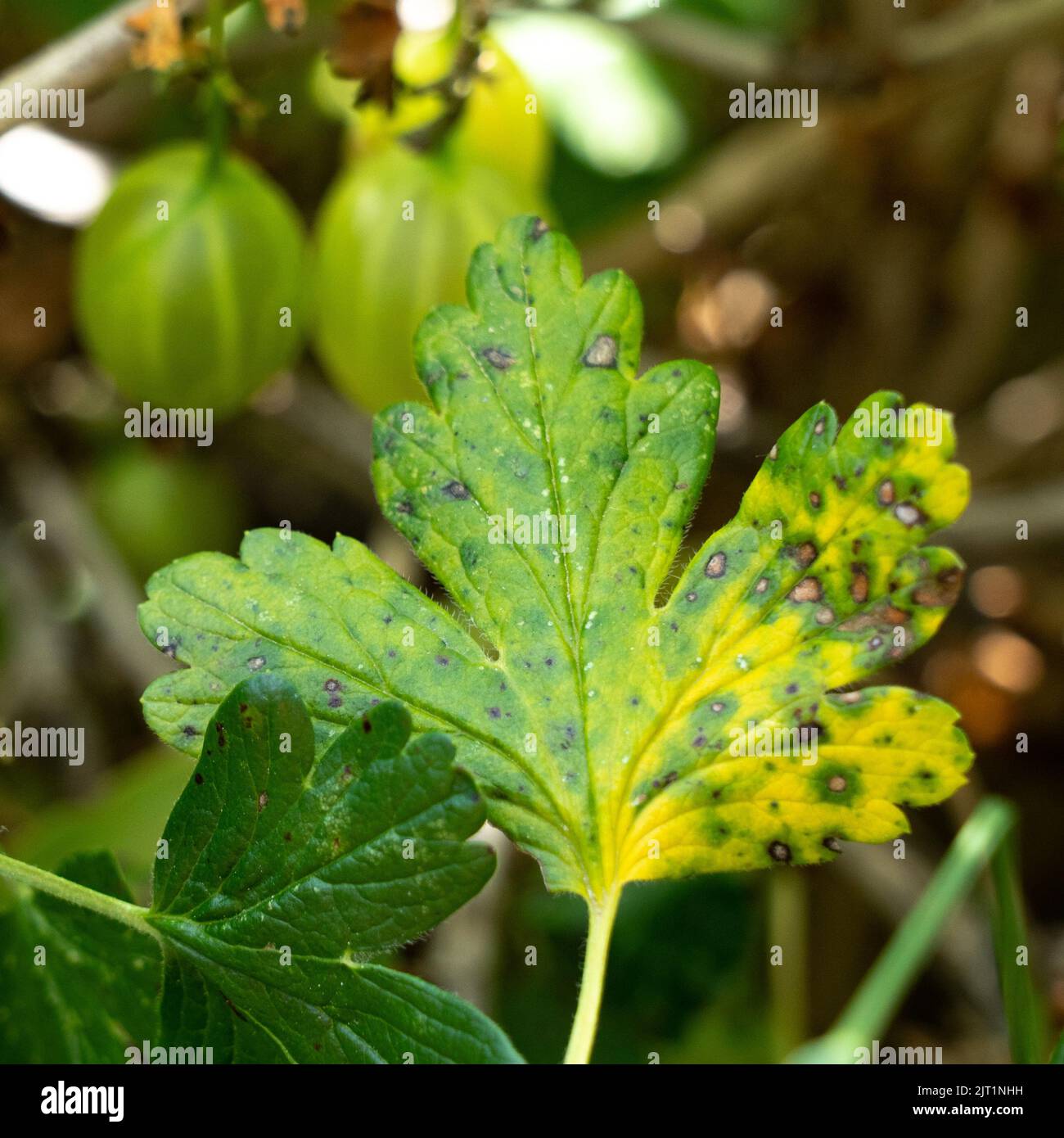 Gooseberry fungal diseases. The disease affects the fruits and leave ...