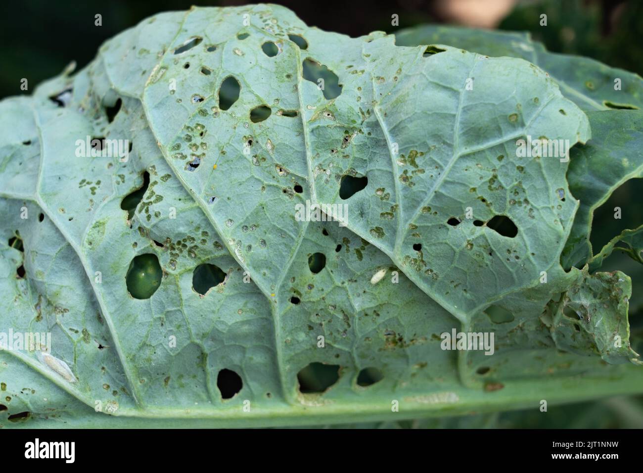 Cabbage whitefly on the underside of a cabbage leaf Stock Photo - Alamy