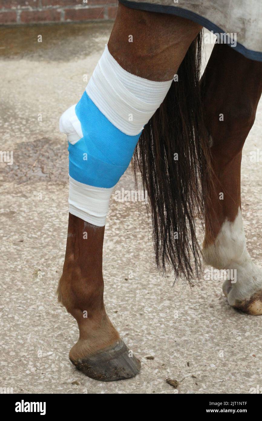 Bandaged horse hi-res stock photography and images - Alamy