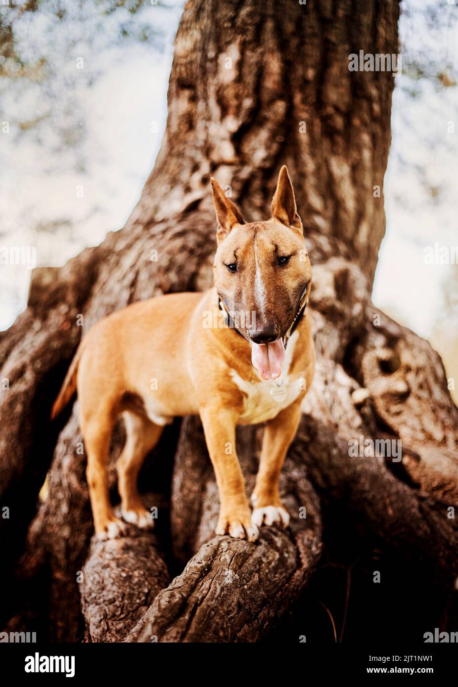 Cute ginger bull terrier puppy stands on old pine roots. Walking with a ...