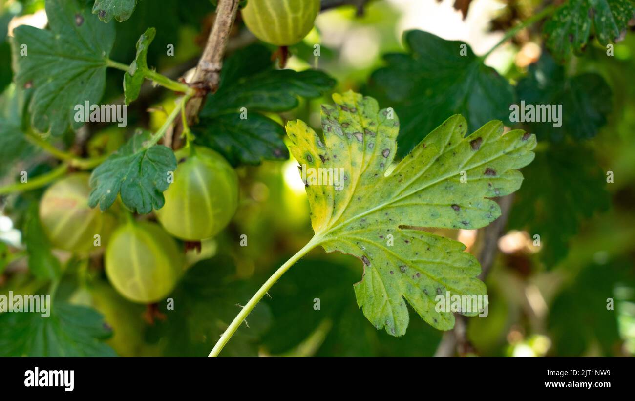 Gooseberry fungal diseases. The disease affects the fruits and leave ...