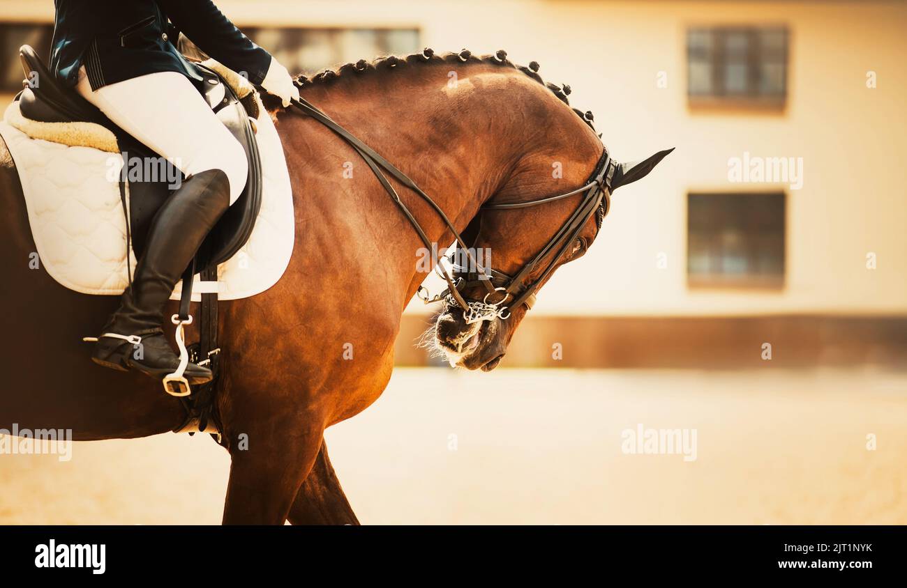 A rider sits in the saddle on a beautiful bay horse with a braided mane ...