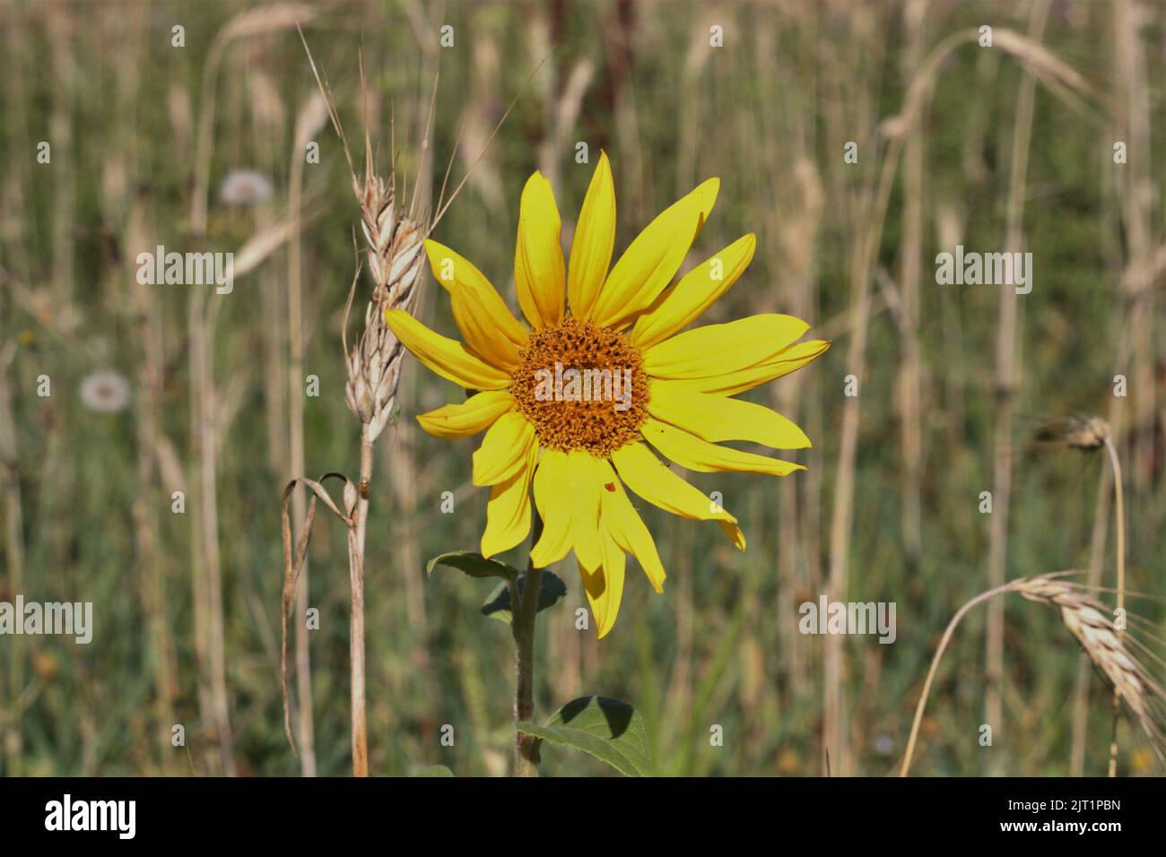 Mini sunflower in an agricultural set aside field, left for nature to ...