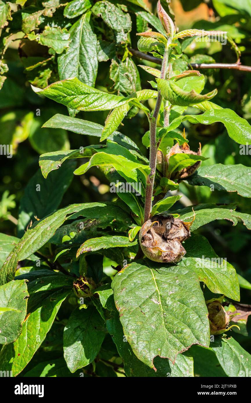 Medlar or Common Medlar (Mespilus germanica) fruit growing in Wales, UK ...