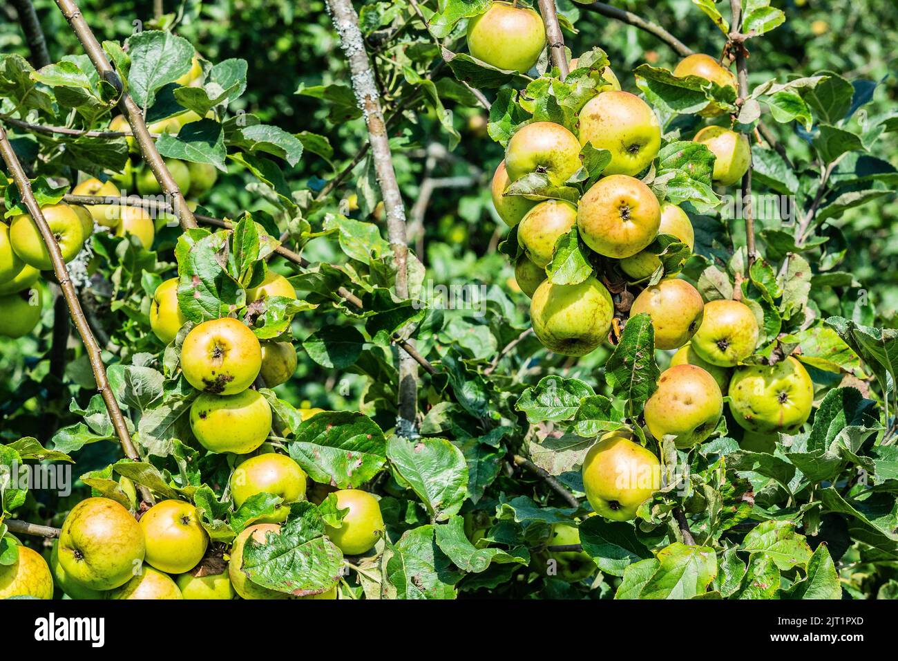 Apple crop growing profusely on the tree. Heatwave Aug 2022 Stock Photo ...