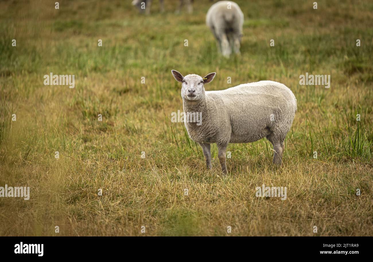 Sheep at the local farm. A group of sheep on a pasture stand next to ...