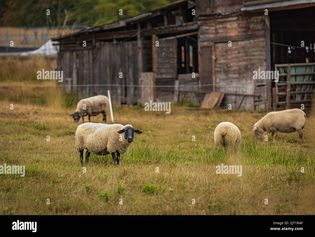 Sheep at the local farm. A group of sheep on a pasture stand next to ...