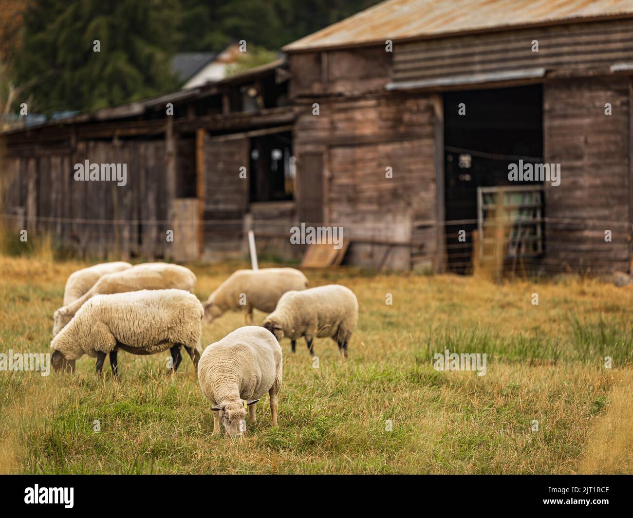 Sheep at the local farm. A group of sheep on a pasture stand next to ...