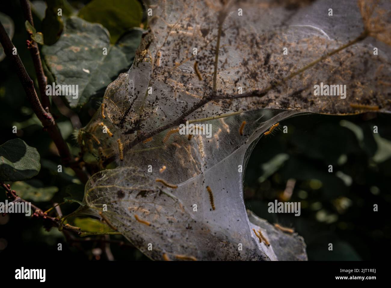 A view of worms in the cobweb among leaves Stock Photo - Alamy
