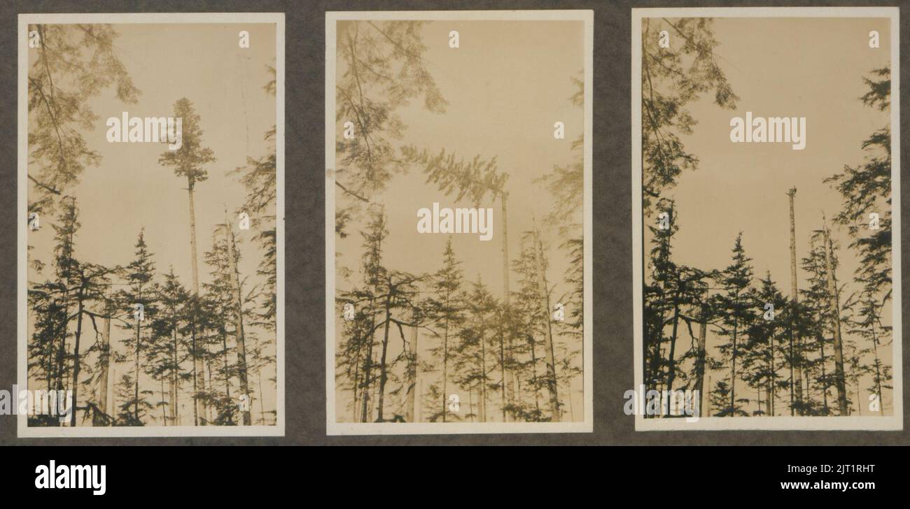 Spar tree hi-res stock photography and images - Alamy