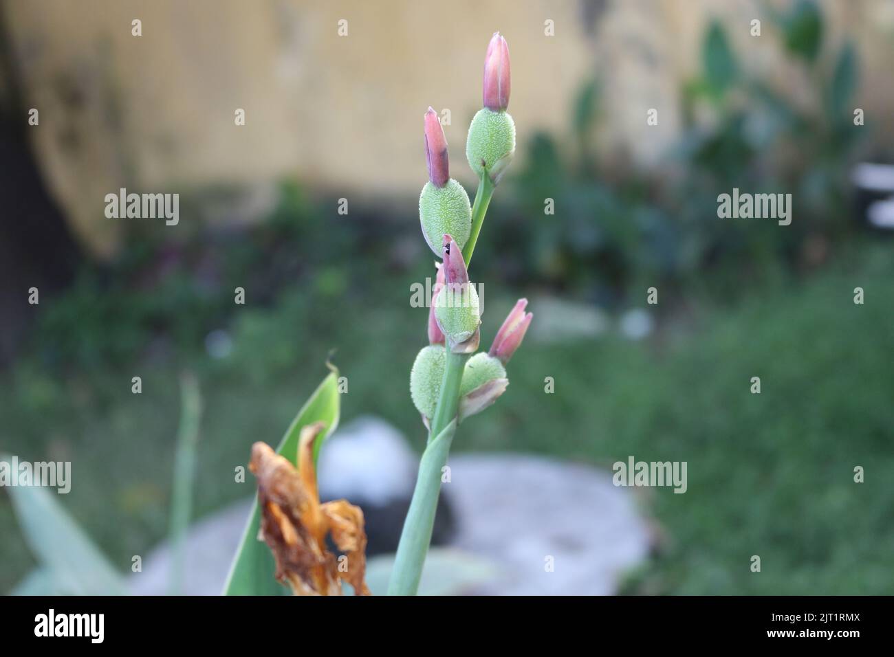 A closeup of Canna glauca buds in a garden Stock Photo - Alamy