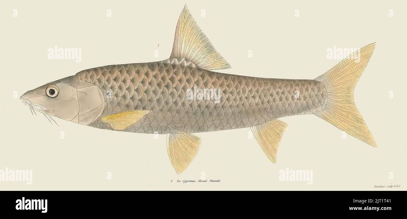 Tor mosal - Hamilton. Illustration by Haludar Stock Photo - Alamy