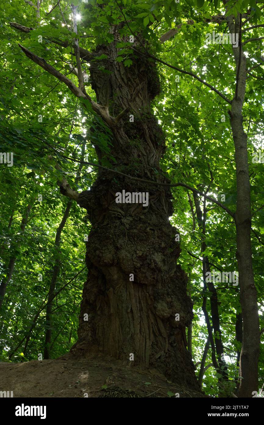 A vertical shot of a big tree in the thick forest full of trees Stock ...