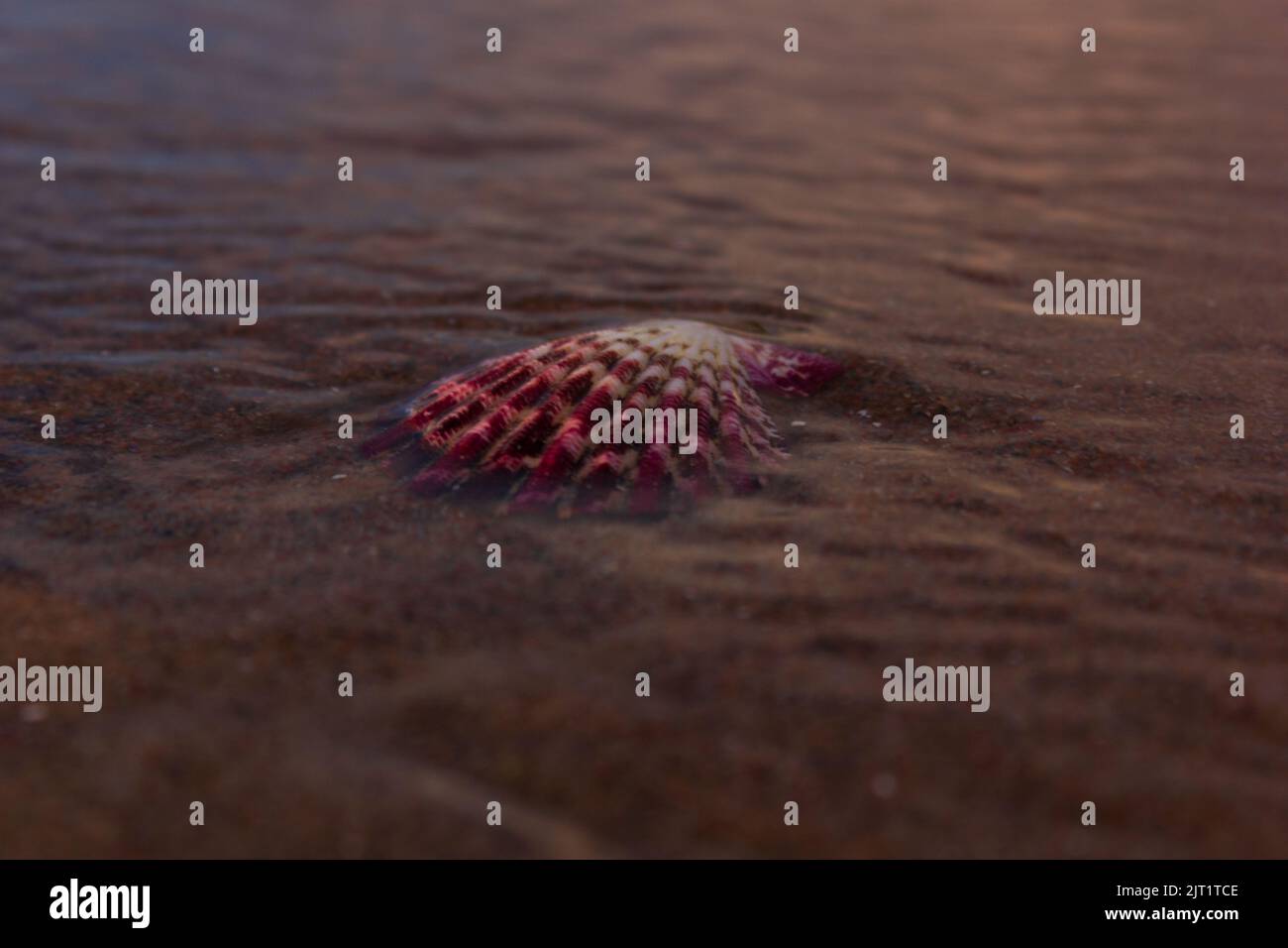 A closeup of a red and white sea shell on the golden sand on the beach ...
