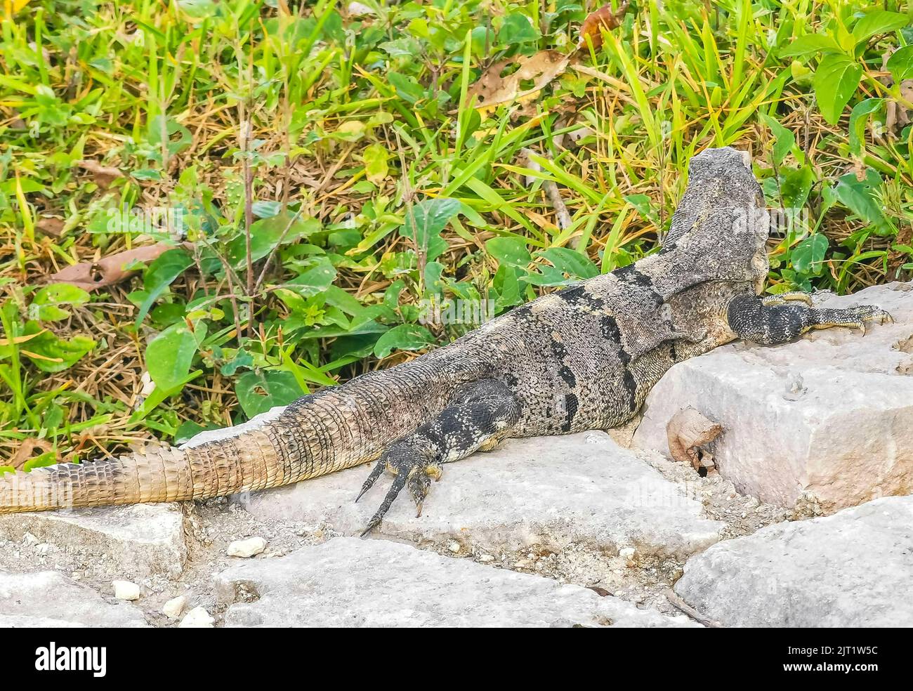 Huge Iguana gecko animal on rocks at the ancient Tulum ruins Mayan site ...