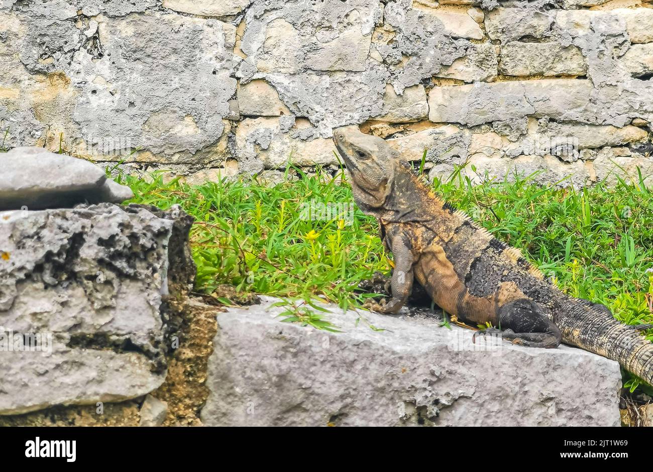 Huge Iguana gecko animal on rocks at the ancient Tulum ruins Mayan site ...