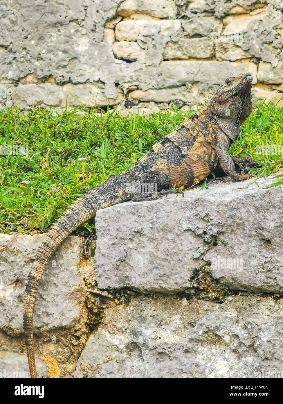 Huge Iguana gecko animal on rocks at the ancient Tulum ruins Mayan site ...