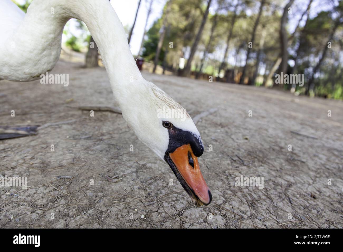 Wild bird detail in nature Stock Photo - Alamy
