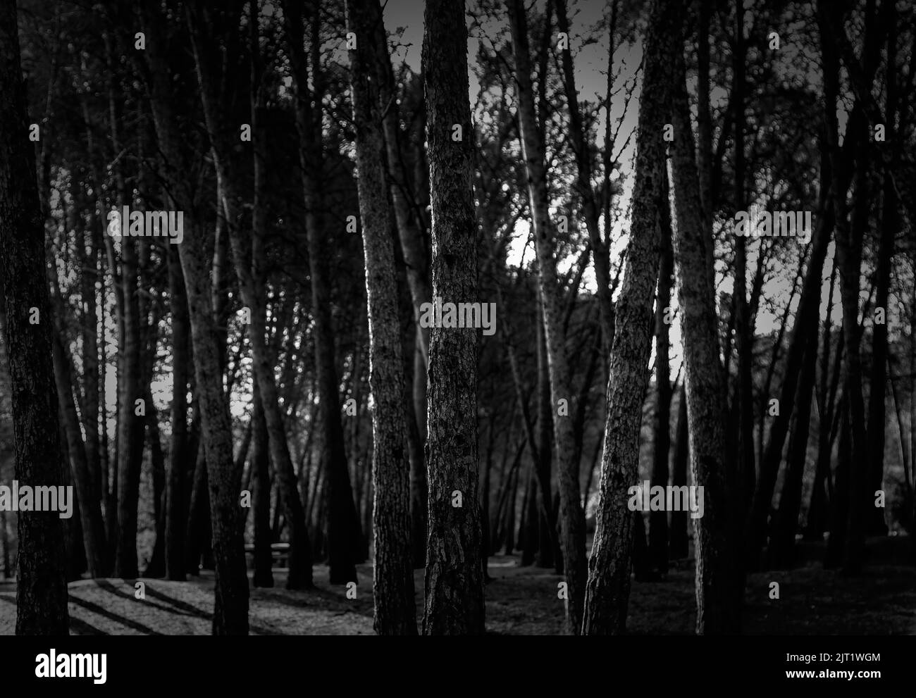 Deep forest detail in nature, shadow in summer day Stock Photo - Alamy